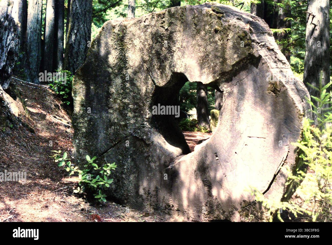 CA, USA, approx. 1992. Large cross-section of the tree trunk of a ...