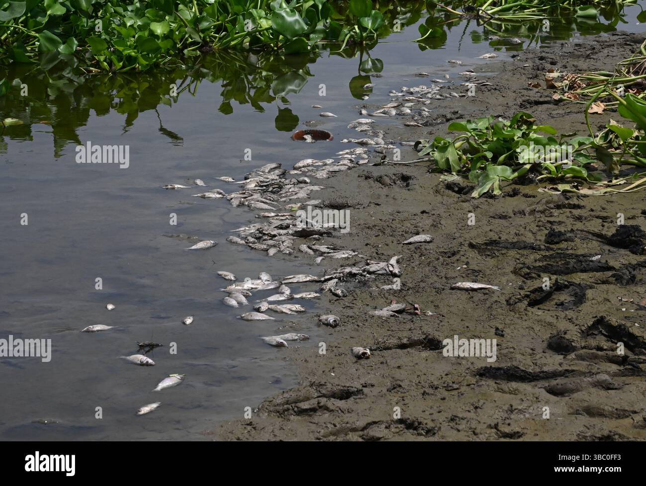 NEW DELHI, INDIA - MAY 17: Several dead fishes seen floating around the ...