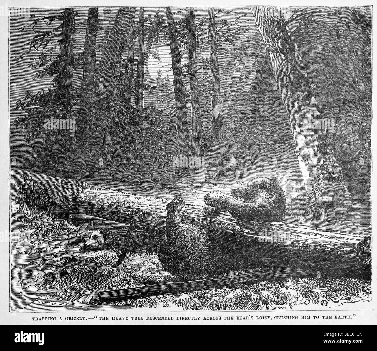 Trapping a grizzly - "The heavy tree descended directly across the bear ...