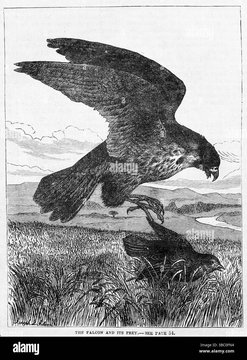 The falcon and its prey (1878). Depicts a peregrine falcon hunting a ...
