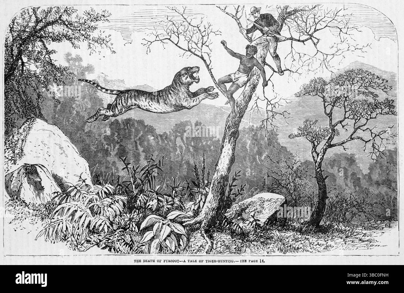 Hunting from tree Black and White Stock Photos & Images - Alamy