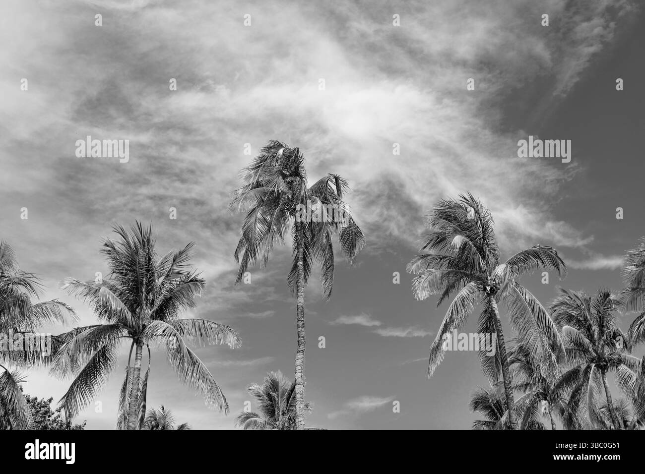Tropical scene with sky and palm tree. Tropical summer vacation. Exotic ...