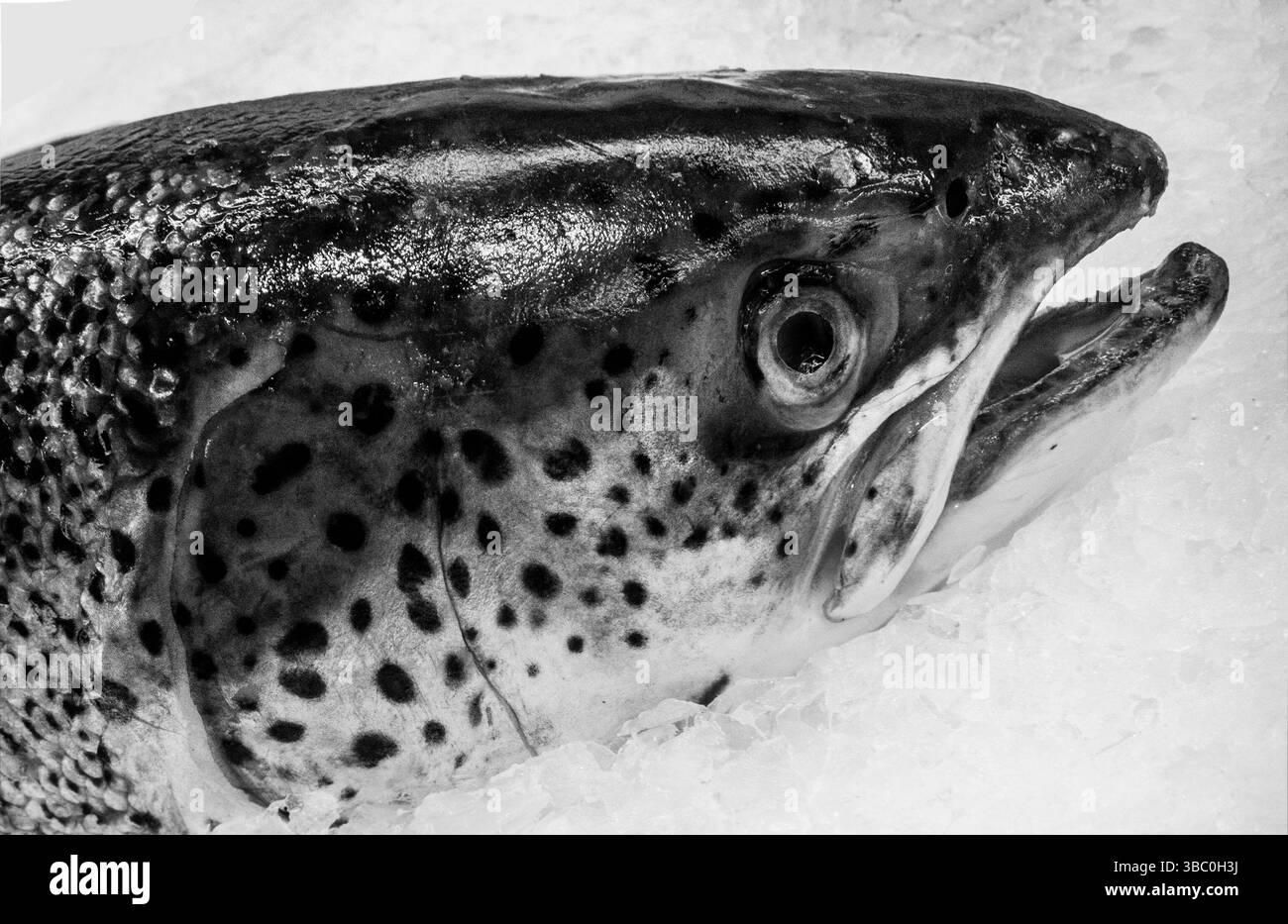 Salmon fish head Black and White Stock Photos & Images - Alamy