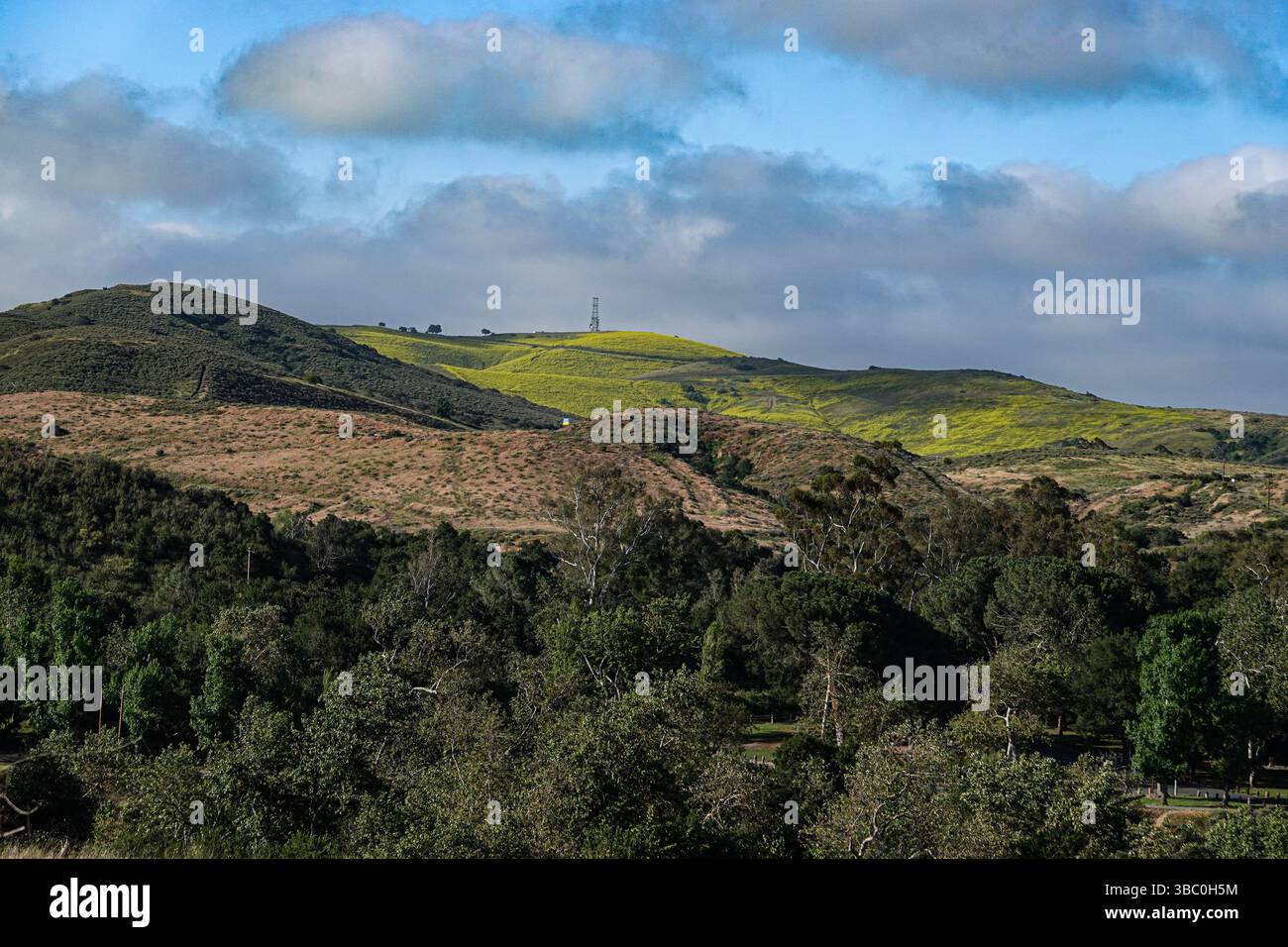 Loma ridge wildflowers hi-res stock photography and images - Alamy
