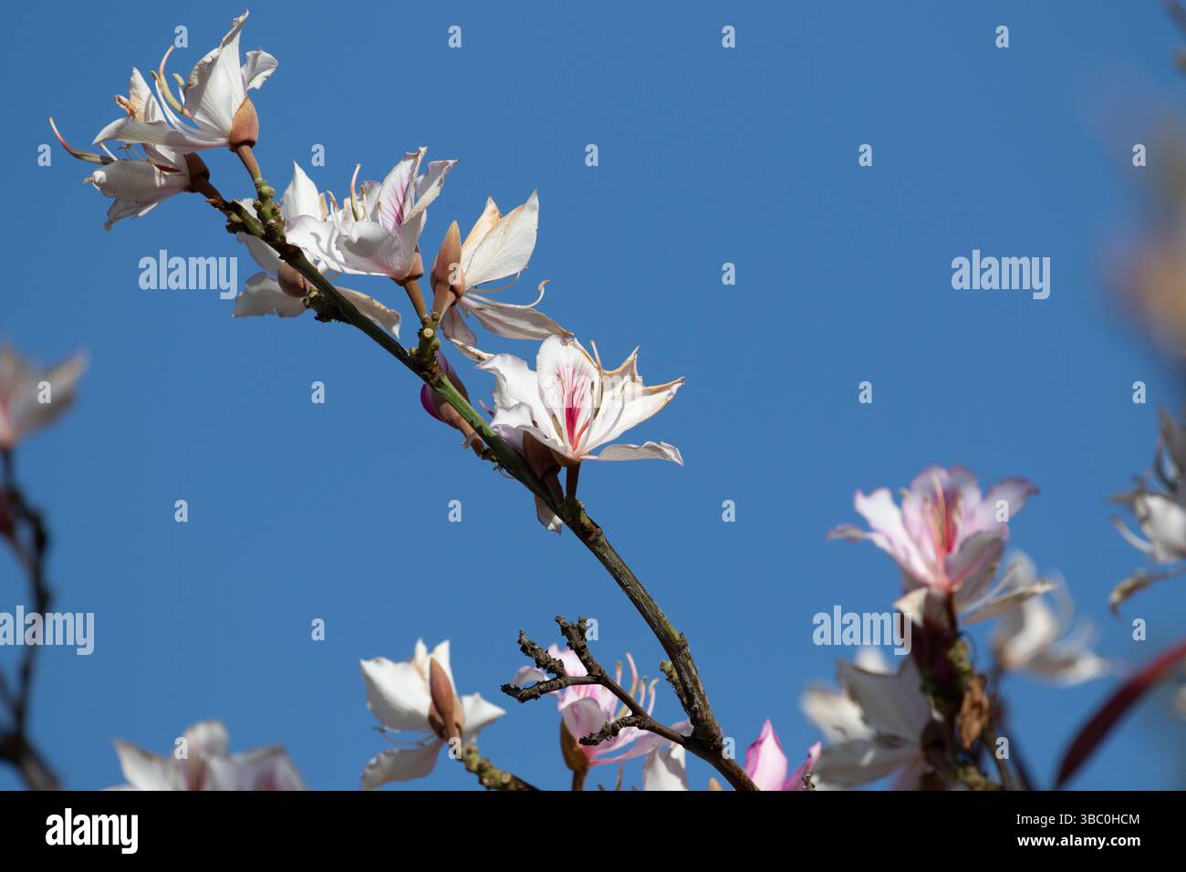 Bauhinia variegata tree flowering in Southern California USA also known ...
