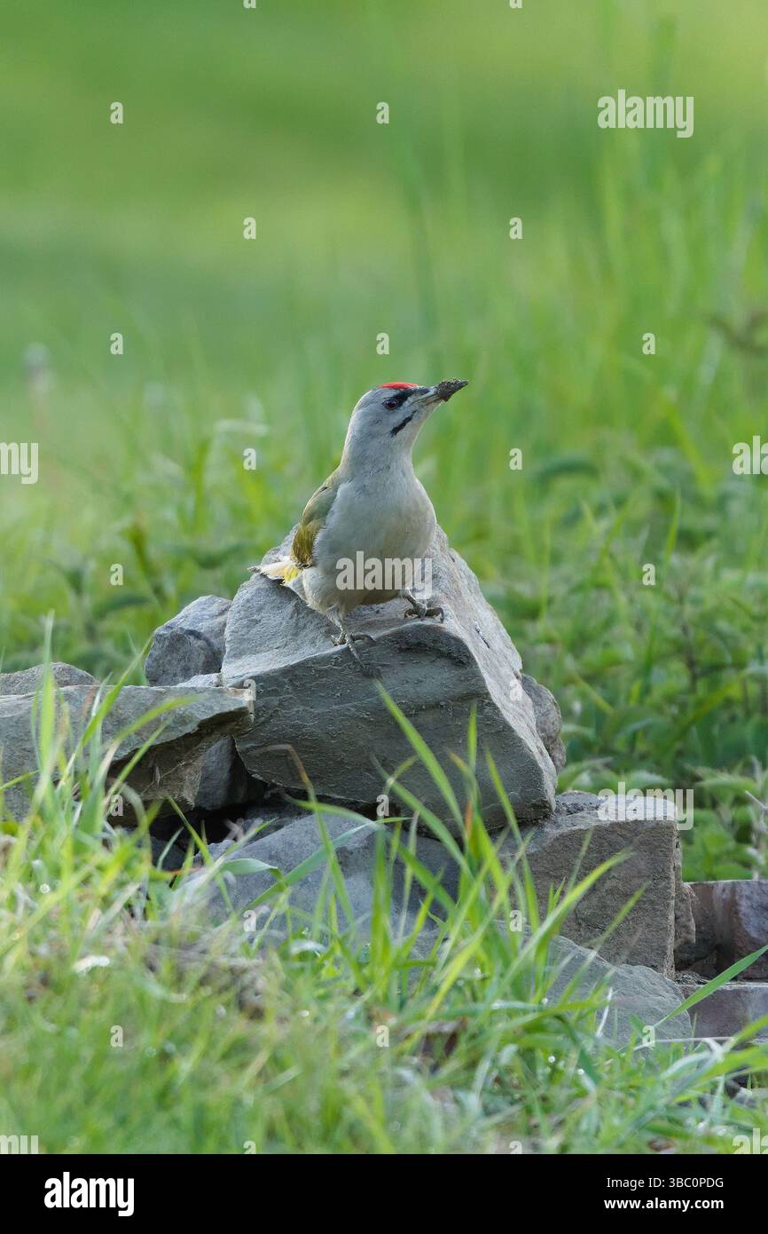 Bird Picus canus aka Gray-headed Woodpecker perched on the ground Stock ...
