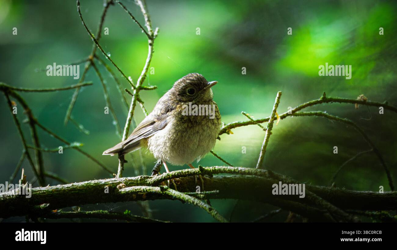 Juvenile Robin taking a break from flying lessons, Humford Woods ...