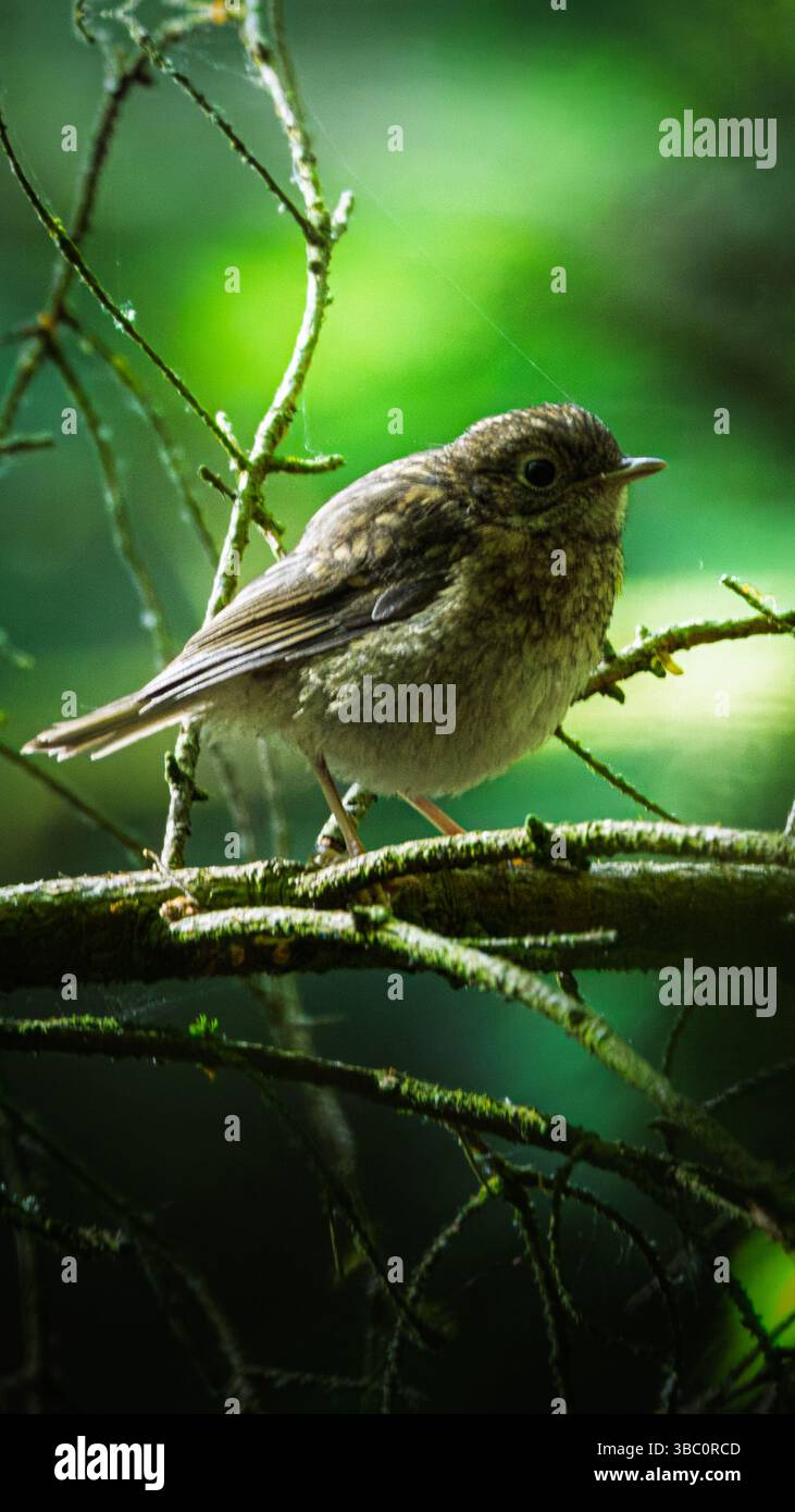 Juvenile Robin taking a break from flying lessons, Humford Woods ...