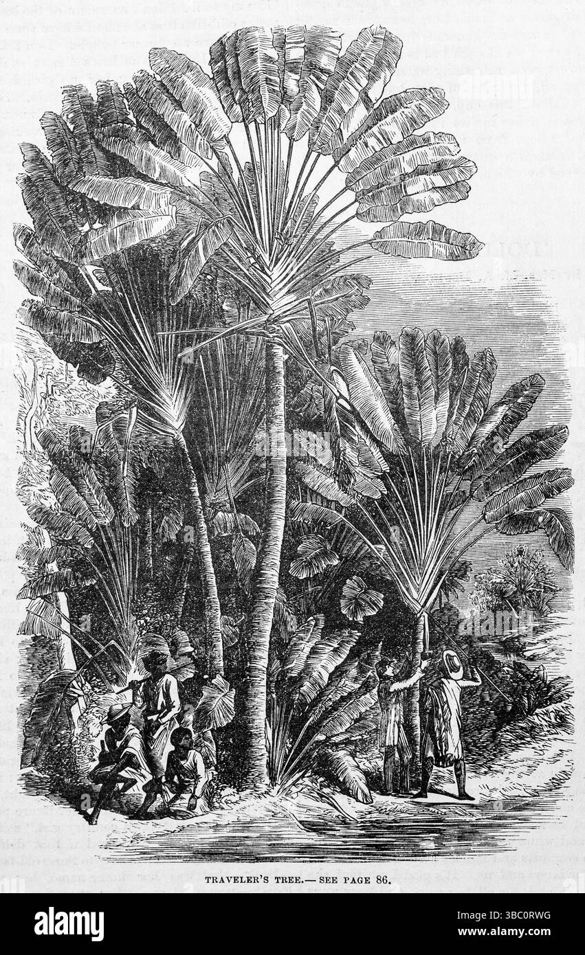 Traveler's tree (1878). Depicts a Ravenala madagascariensis. 19th ...