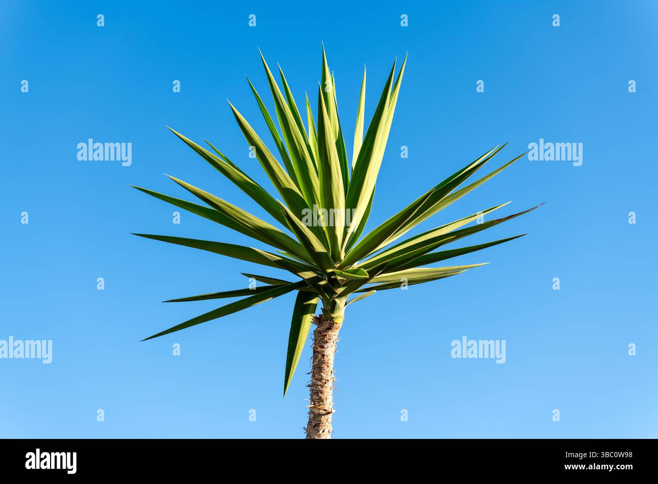 Yucca vacation hi-res stock photography and images - Alamy