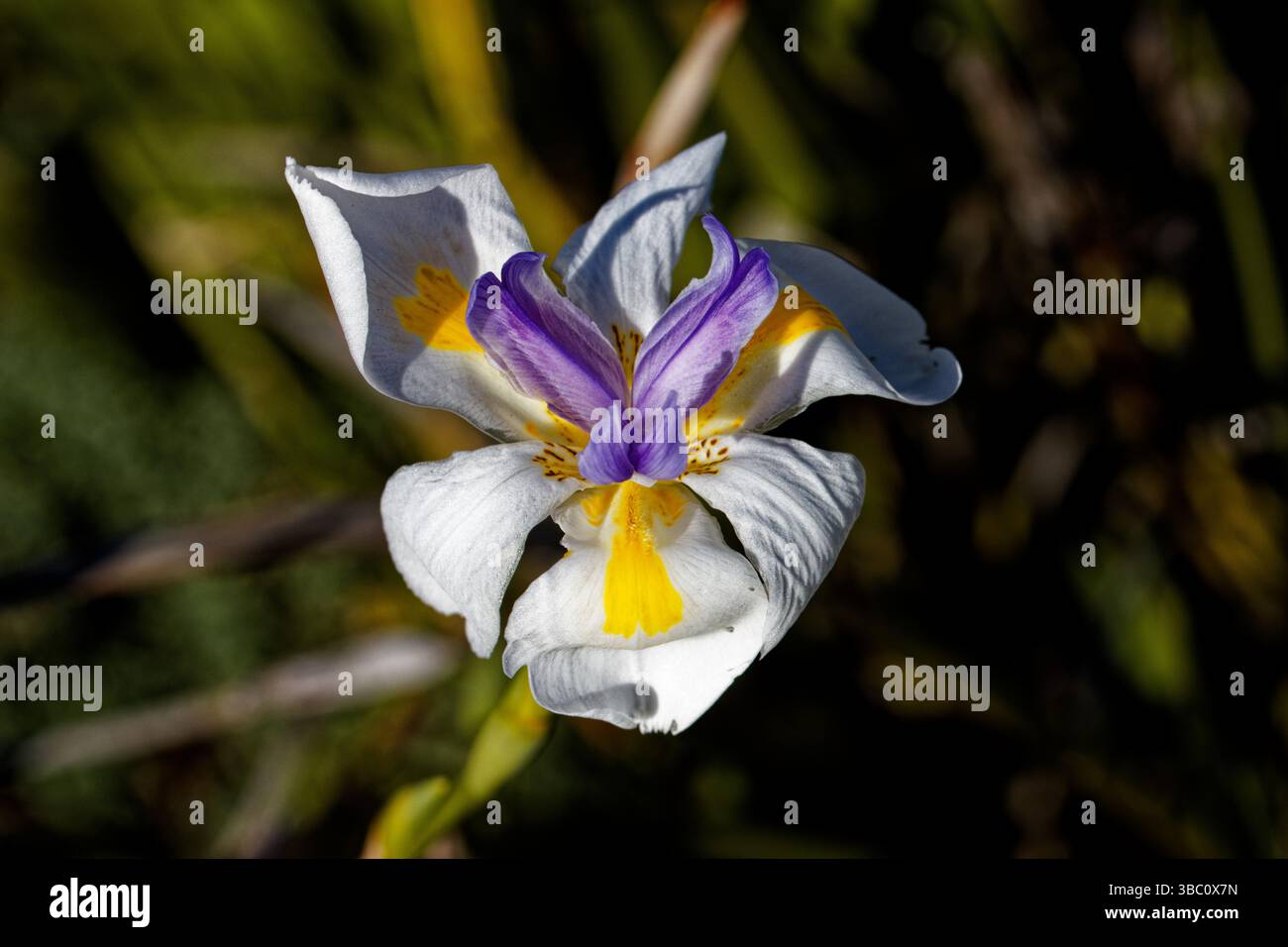 Dietes grandiflora, commonly named fortnight lily, large wild iris ...