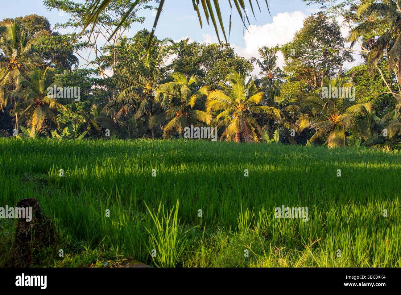 Coconut trees in a Rice Field in Indonesia Stock Photo - Alamy