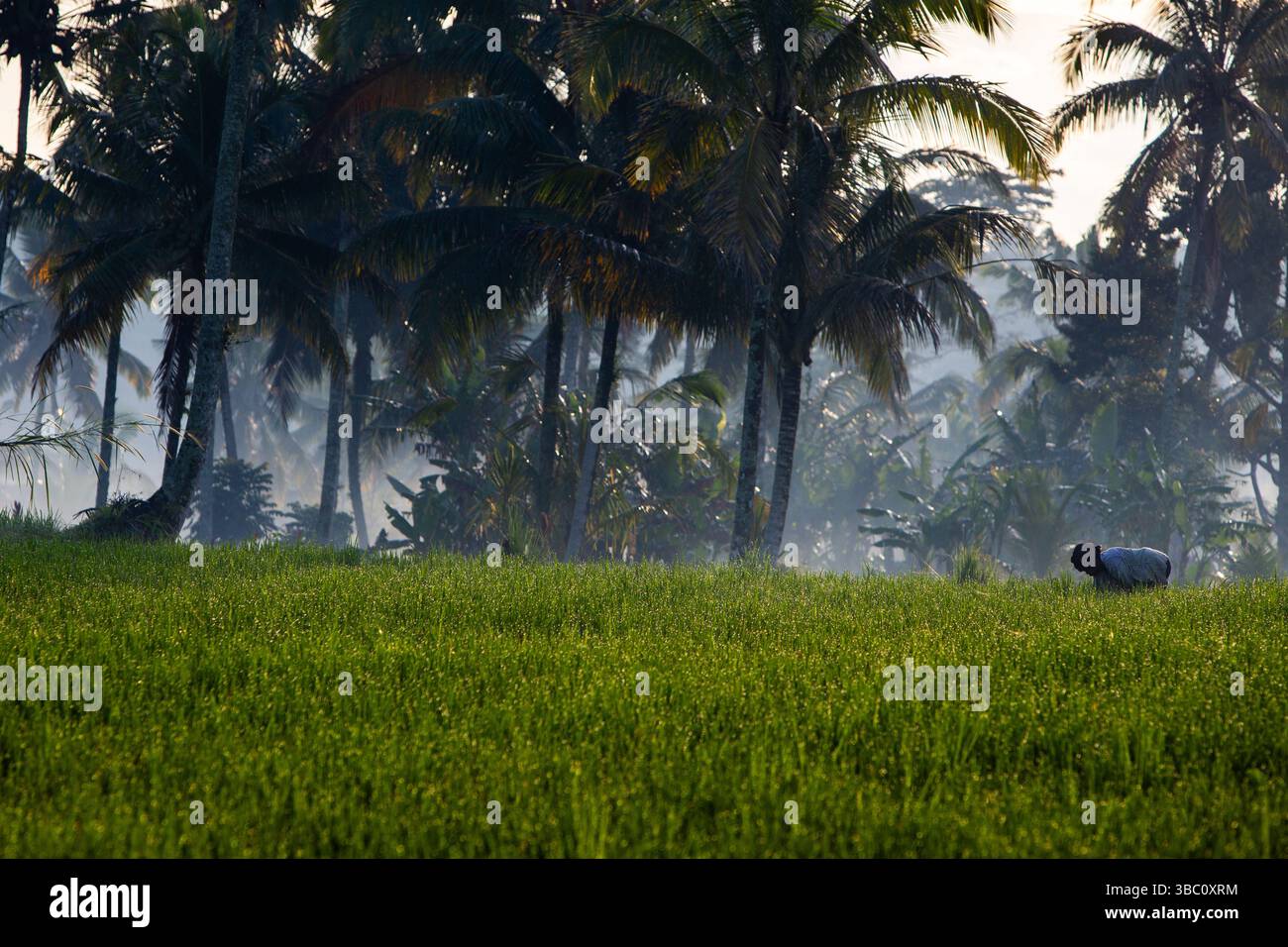 Villager harvesting rice hi-res stock photography and images - Alamy