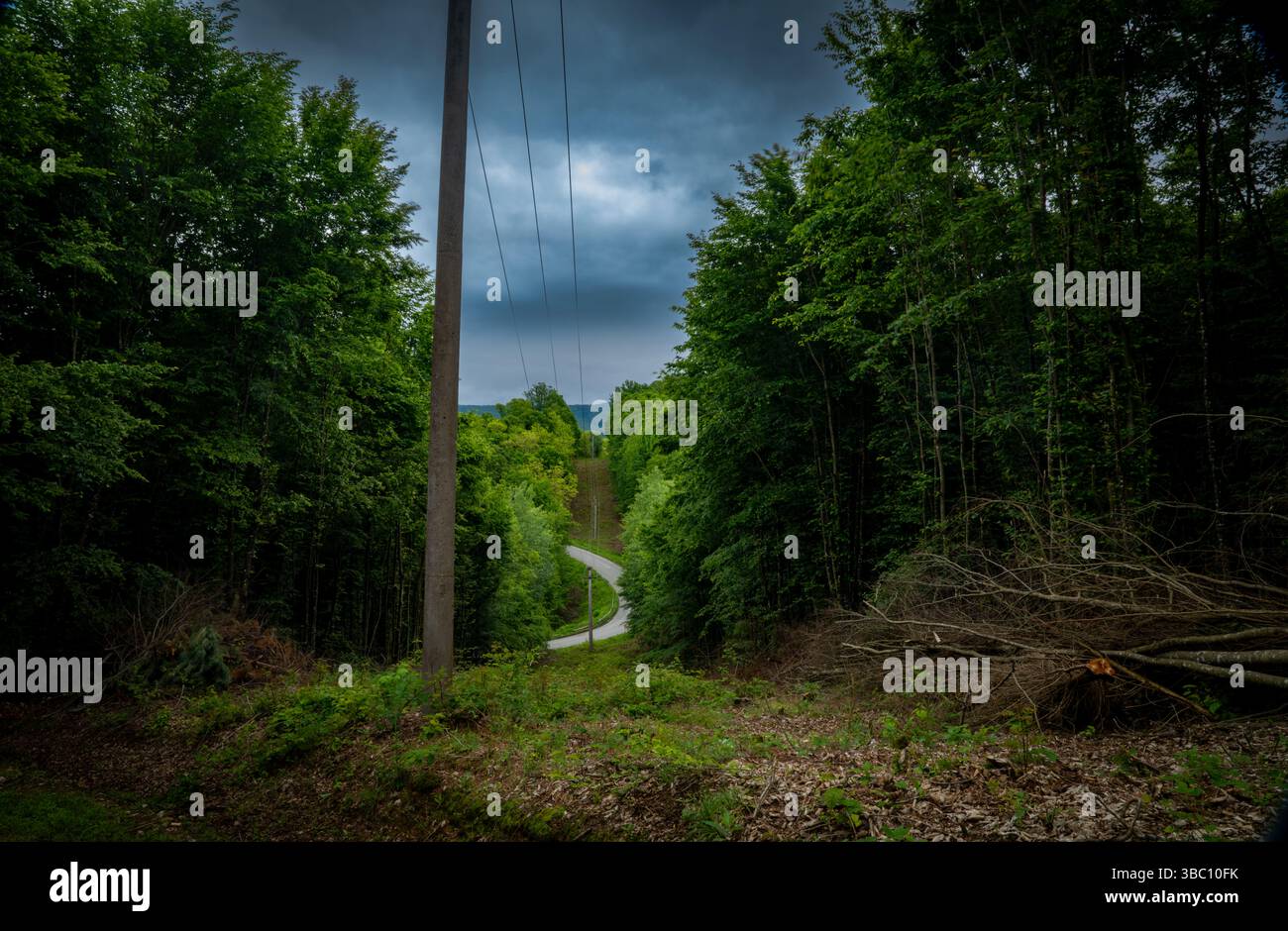 Power poles running through the forest and intersecting with a winding ...