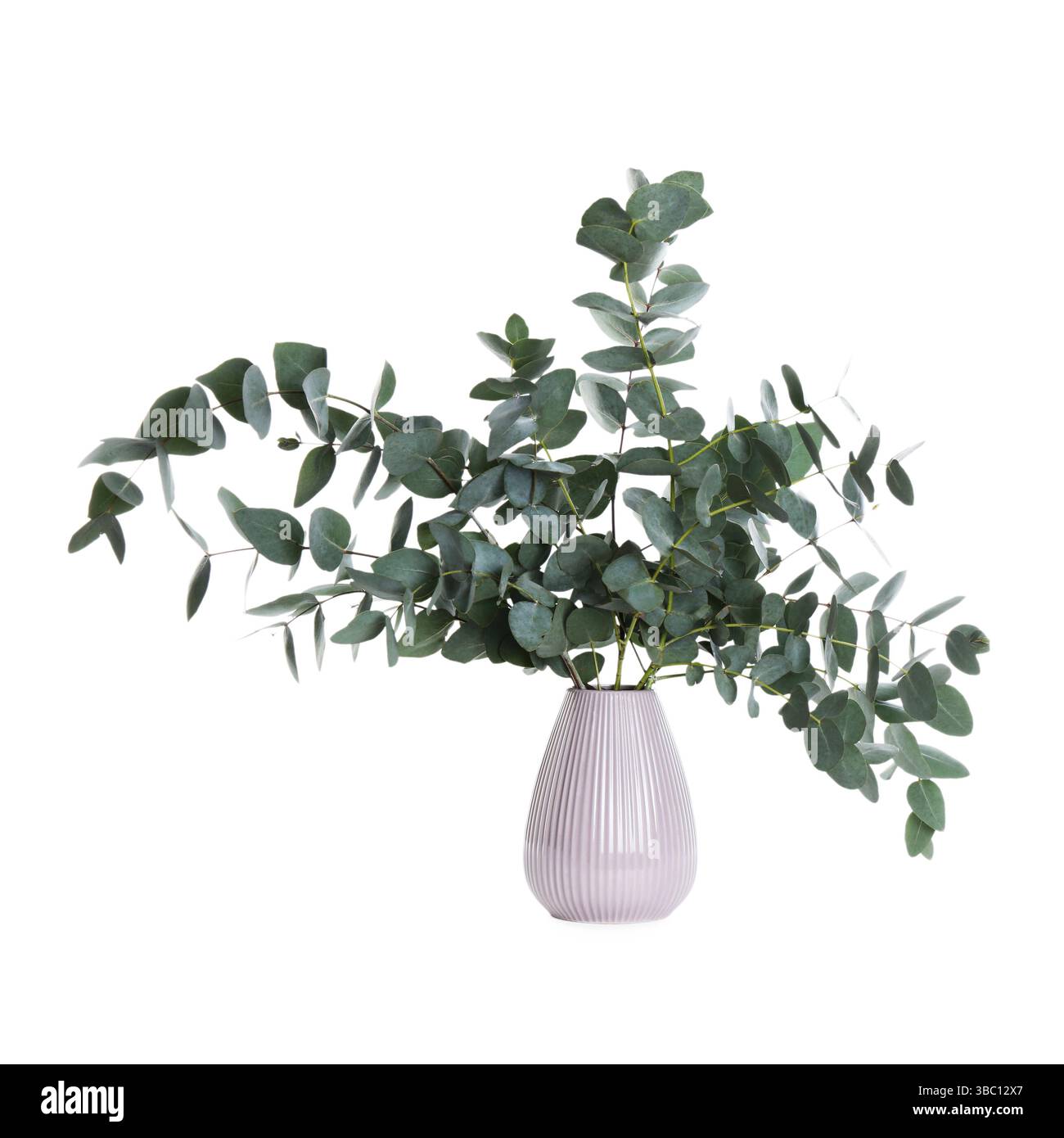 Beautiful tree many branches Cut Out Stock Images & Pictures - Alamy