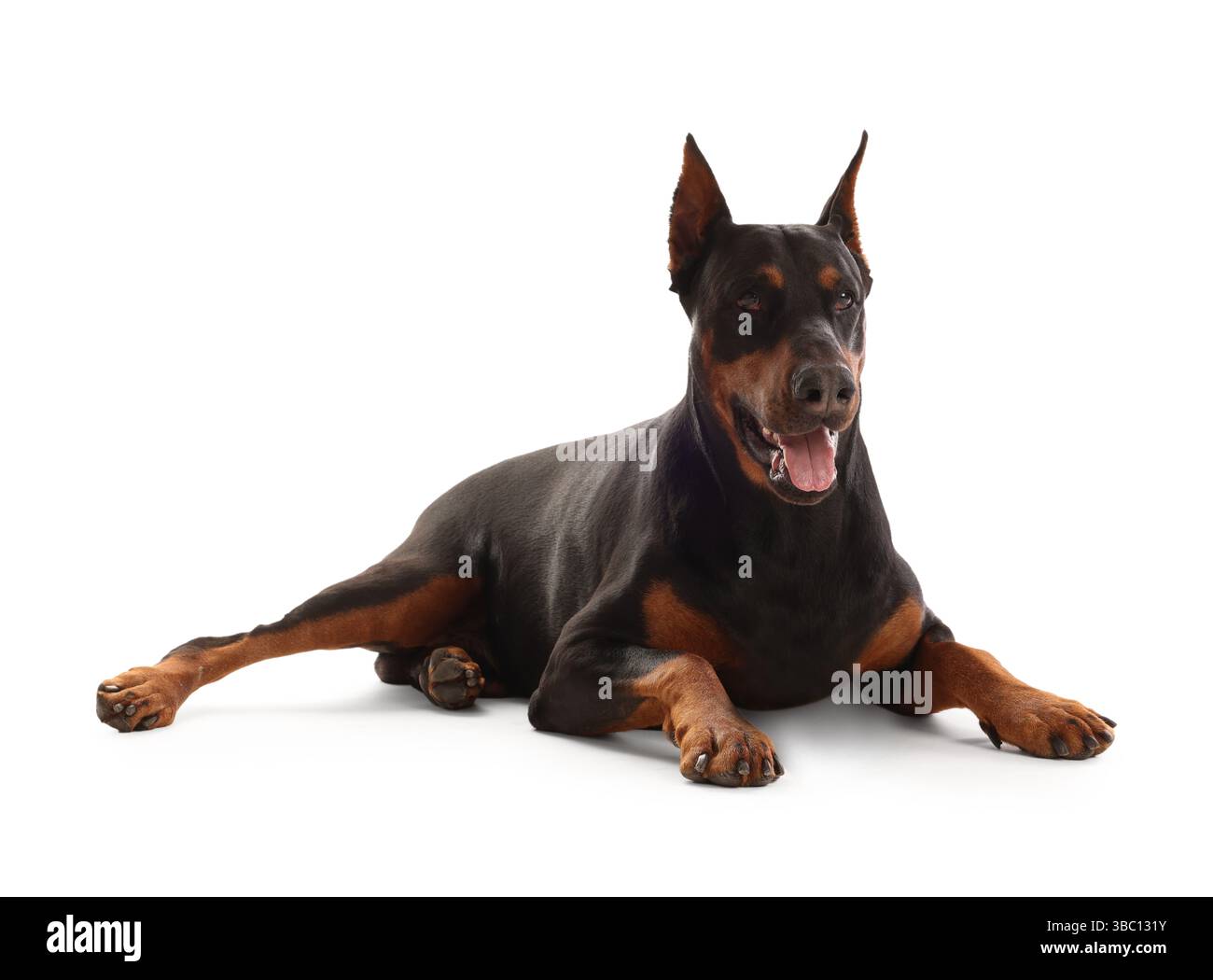 Adorable big Dobermann dog on white background Stock Photo - Alamy