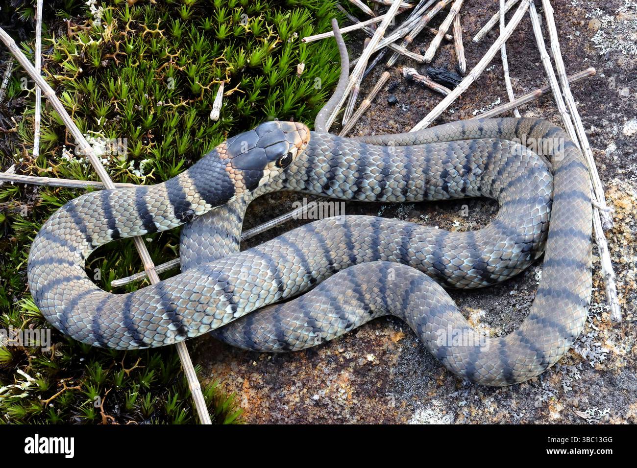 Highly venomous Juvenile Australian Eastern Brown Snake Stock Photo - Alamy