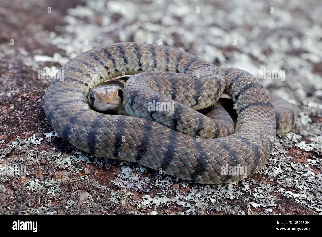 Highly venomous Juvenile Australian Eastern Brown Snake Stock Photo - Alamy