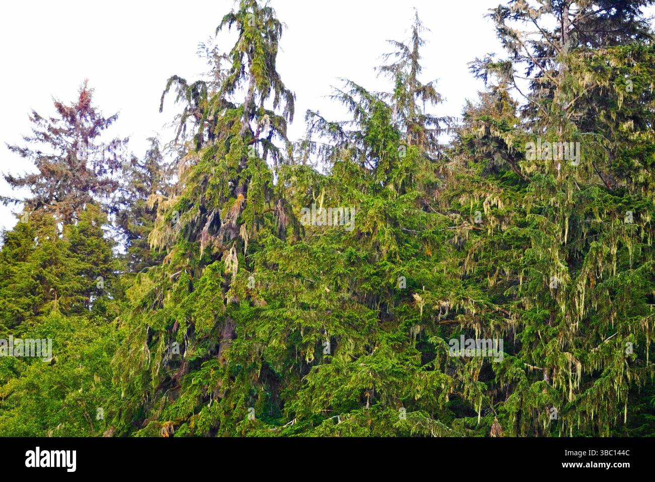 Neah bay washington state hi-res stock photography and images - Alamy