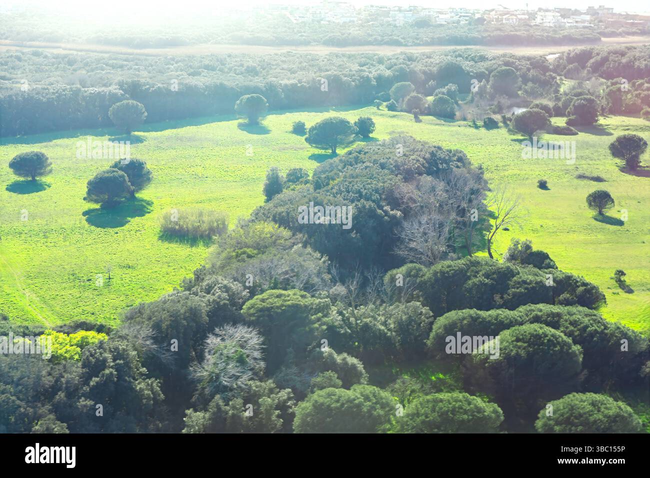 Green landscape stretches across valley with scattered trees and dense ...