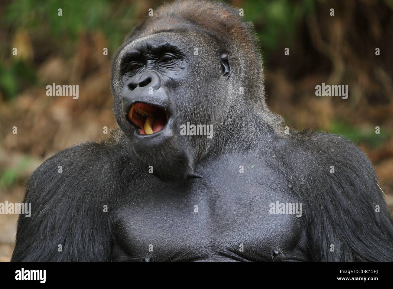photo of a silverback gorilla's facial expression Stock Photo - Alamy