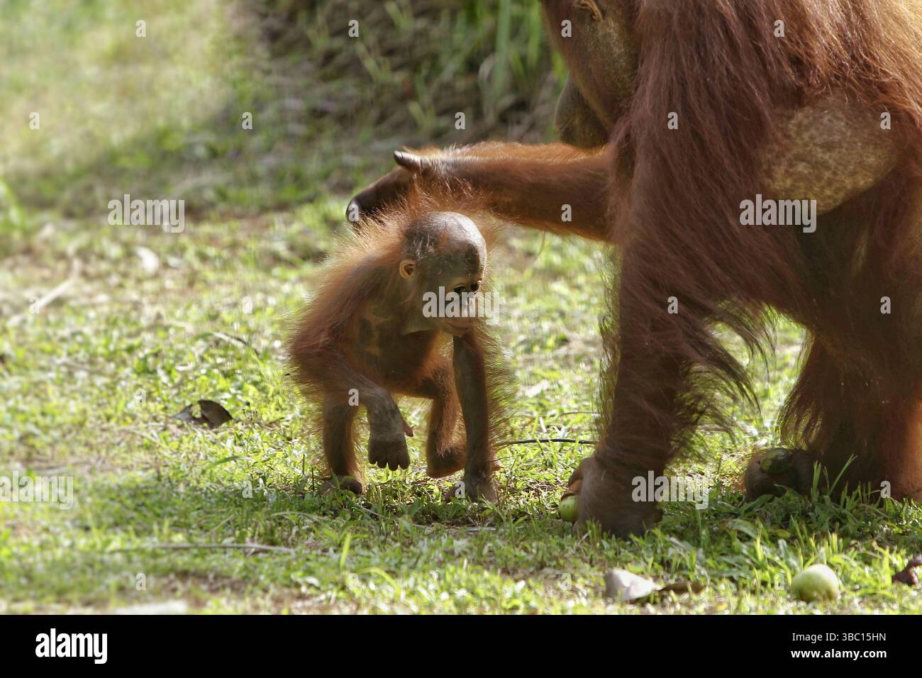 Little orangutan walks home greeted by his mother Stock Photo - Alamy