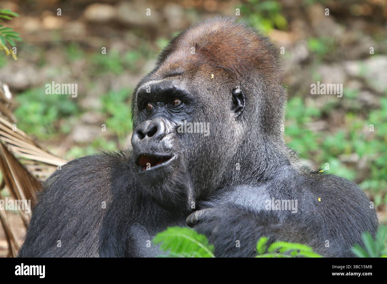 photo of a silverback gorilla's facial expression Stock Photo - Alamy