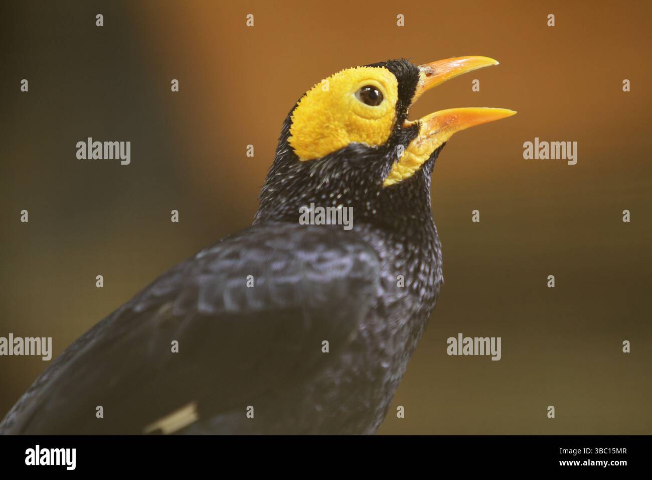 side view of a mino dumontii bird Stock Photo - Alamy