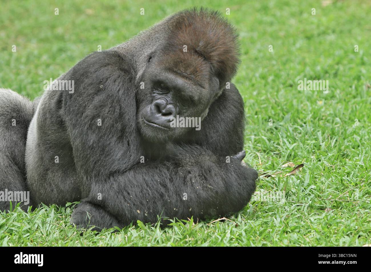 Silverback gorillas hi-res stock photography and images - Alamy