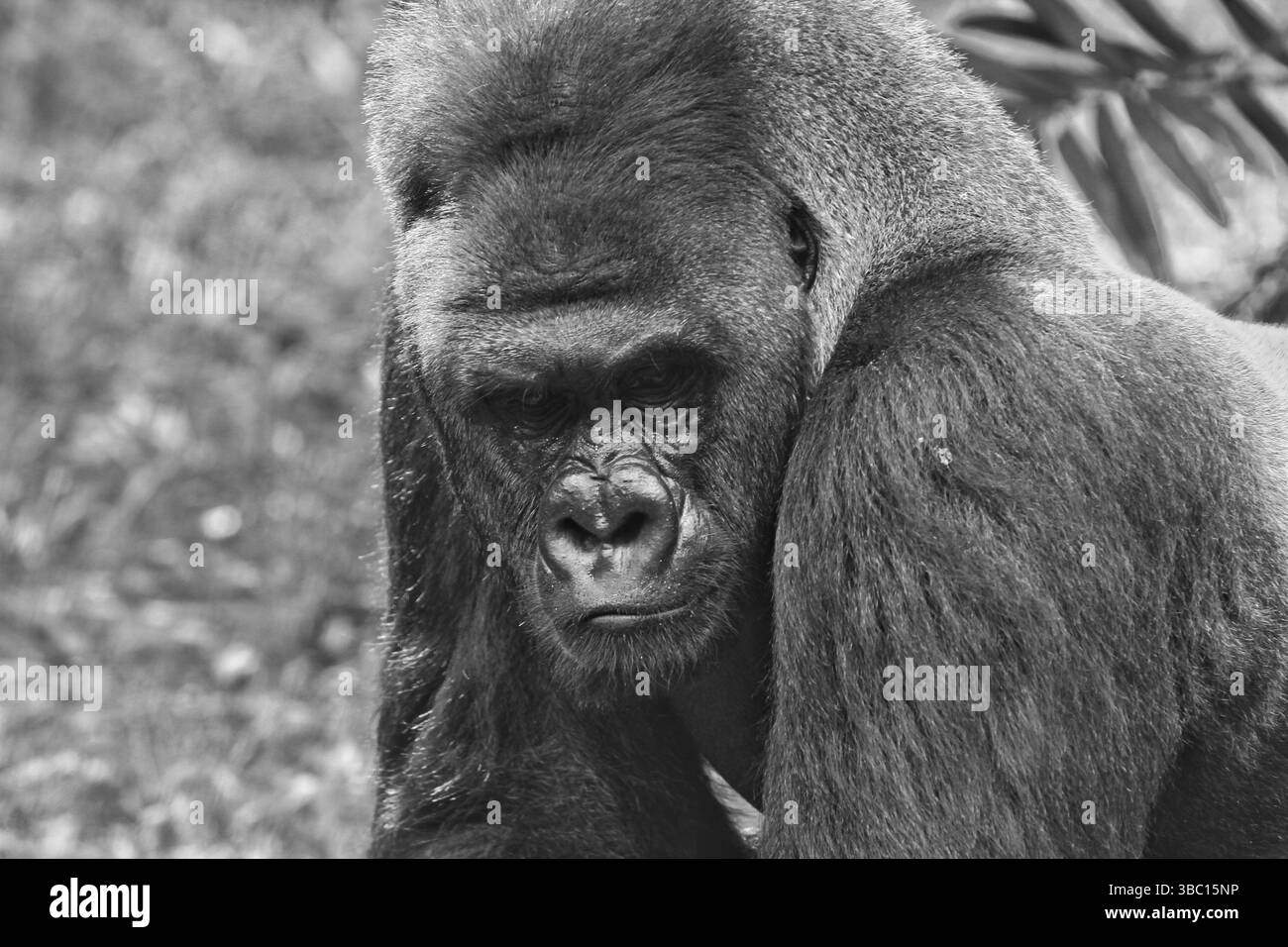 Silverback gorillas hi-res stock photography and images - Alamy