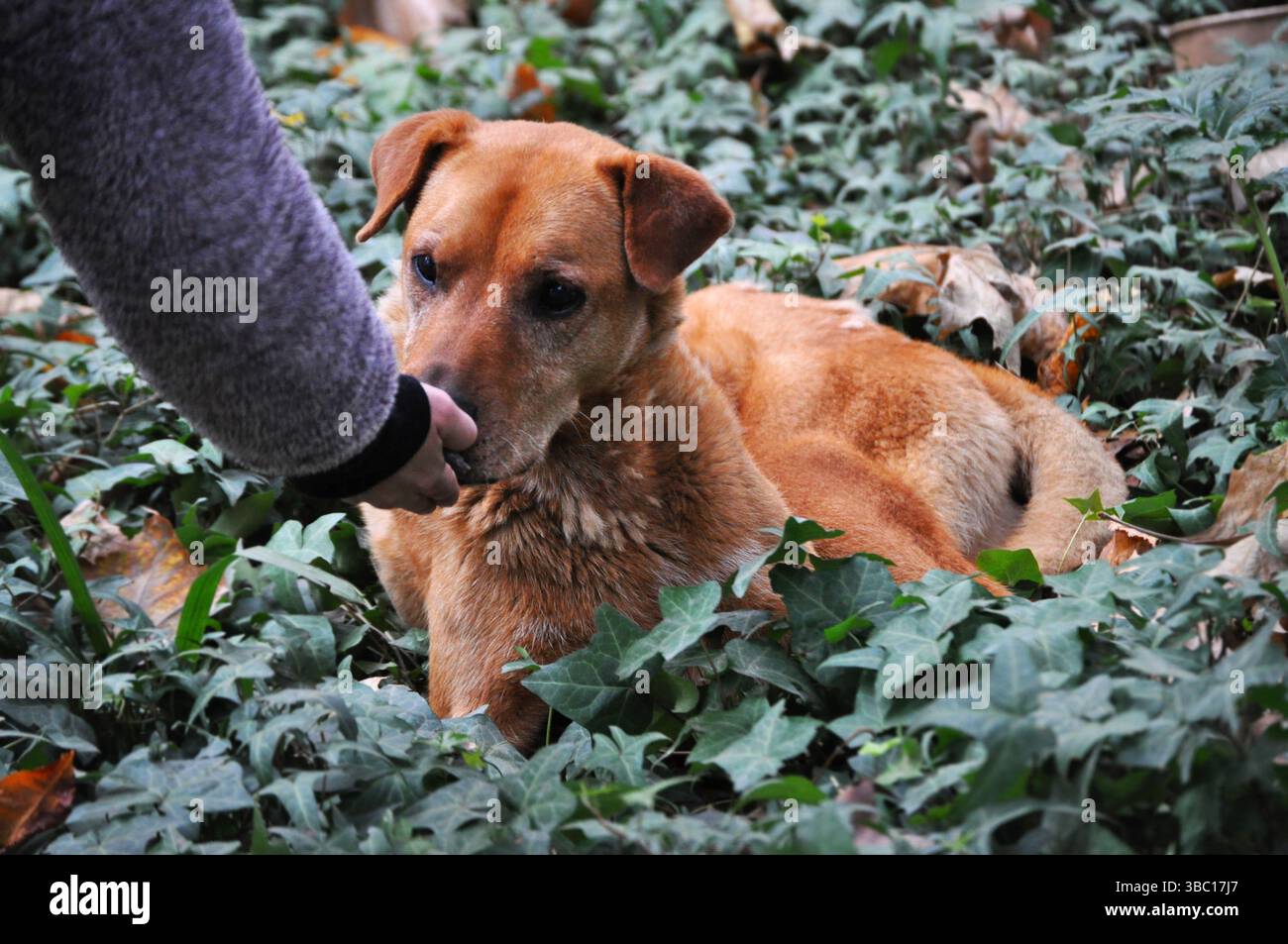 Hand offering food to a stray dog Stock Photo - Alamy