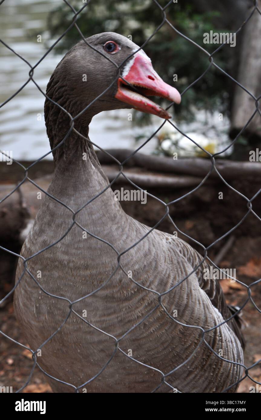 Beautiful goose biting the metal mesh Stock Photo - Alamy