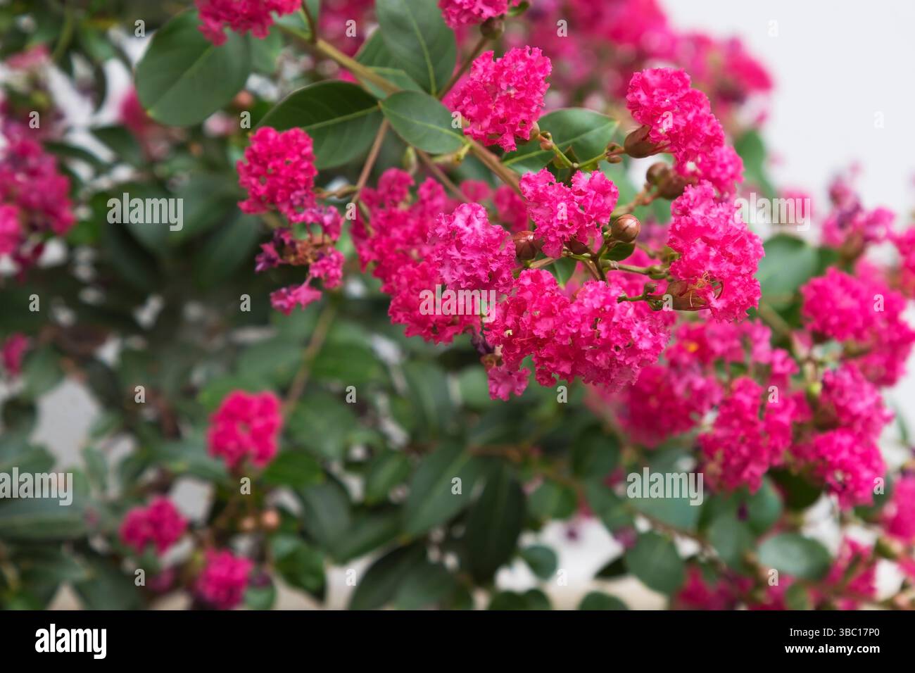 Close-up of Lagerstroemia indica 'Watermelon Red' - Crape Myrtle in ...