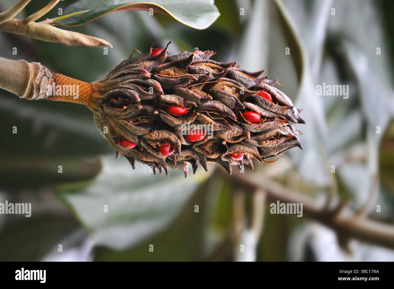 Cone with red seed buds of Magnolia Stock Photo - Alamy