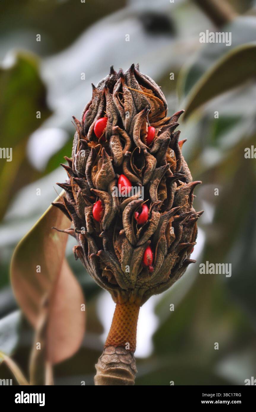 Magnolia branch with cone and red seed buds Stock Photo - Alamy