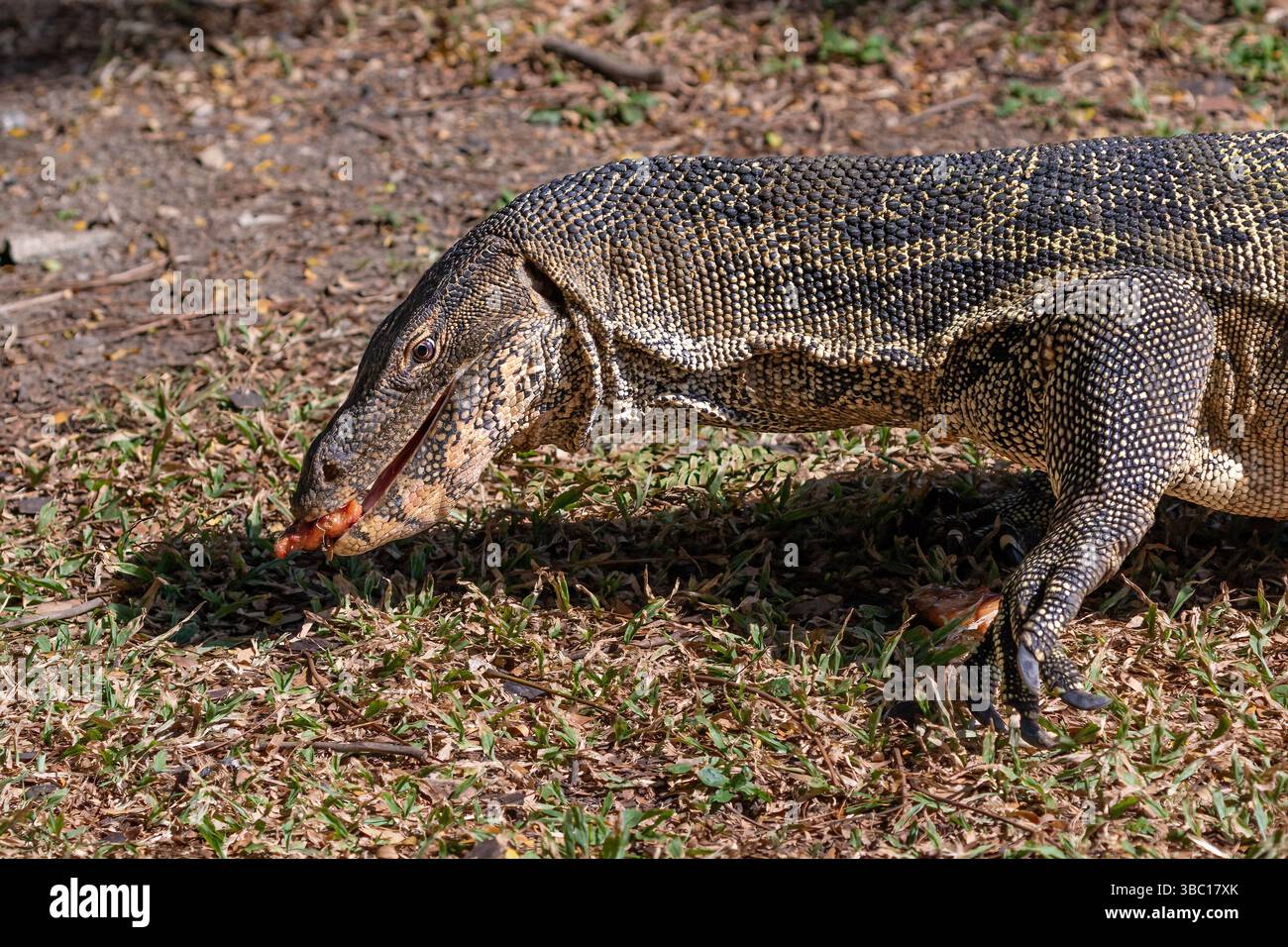 Closeup portrait of asian Water Monitor lizard (Varanus salvator) in ...