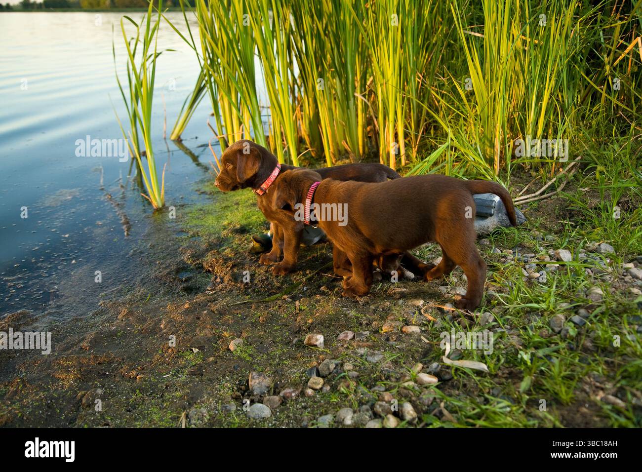Chocolate Labrador Puppies playing at lake Stock Photo - Alamy