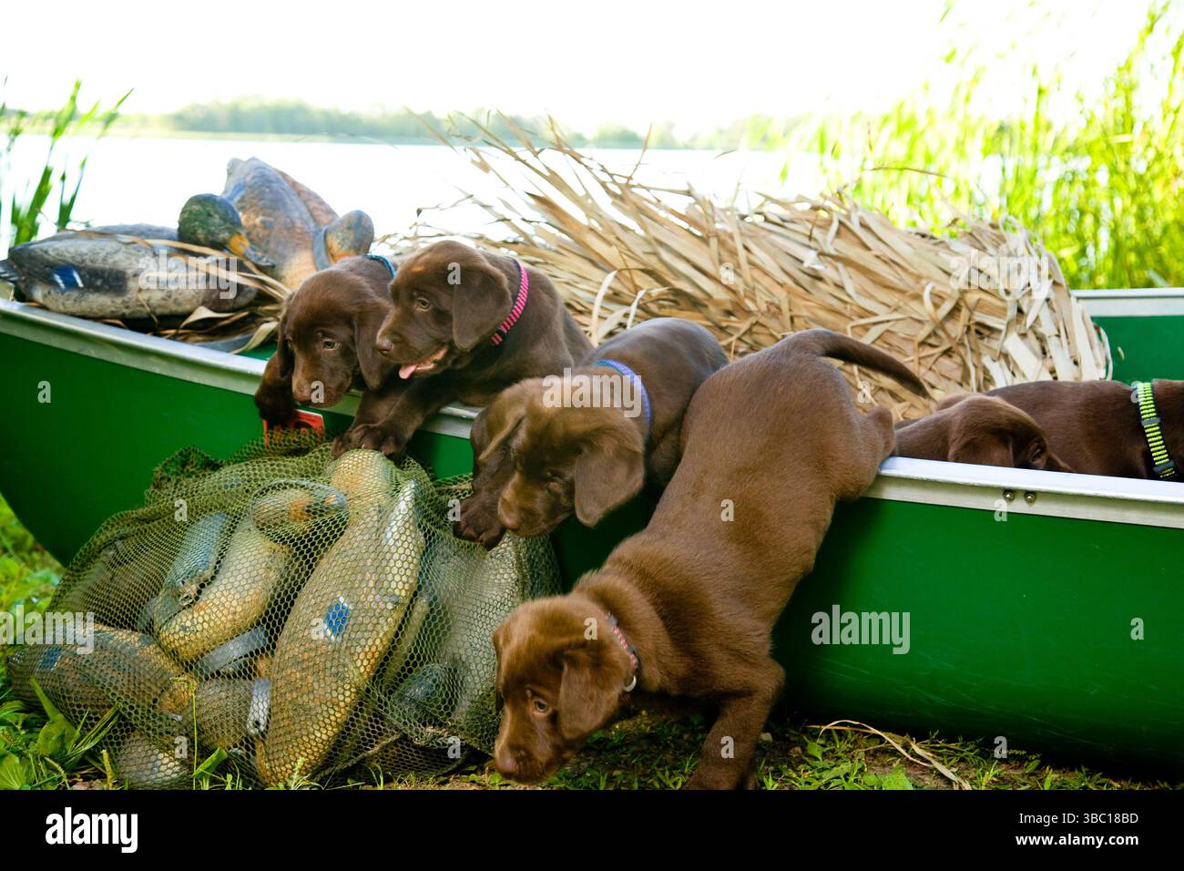 Chocolate Labrador Puppies playing at lake Stock Photo - Alamy
