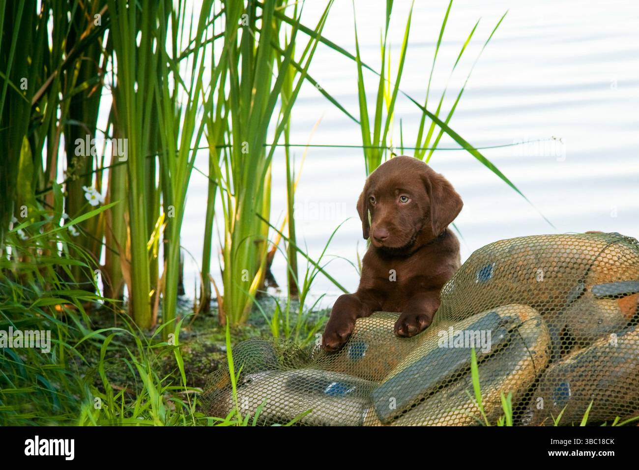 Chocolate Labrador Puppies playing at lake Stock Photo - Alamy