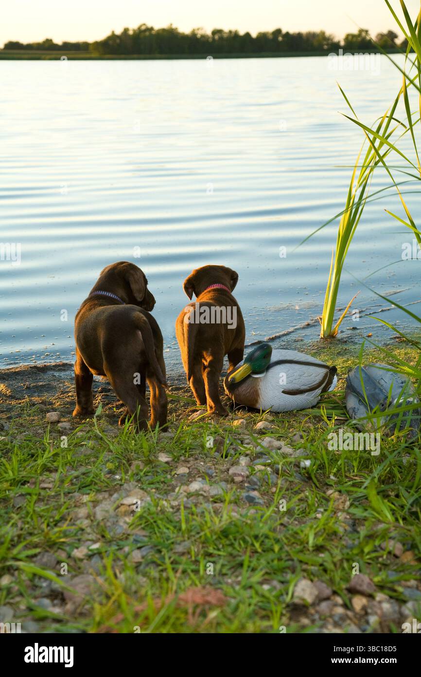 Chocolate Labrador Puppies playing at lake Stock Photo - Alamy