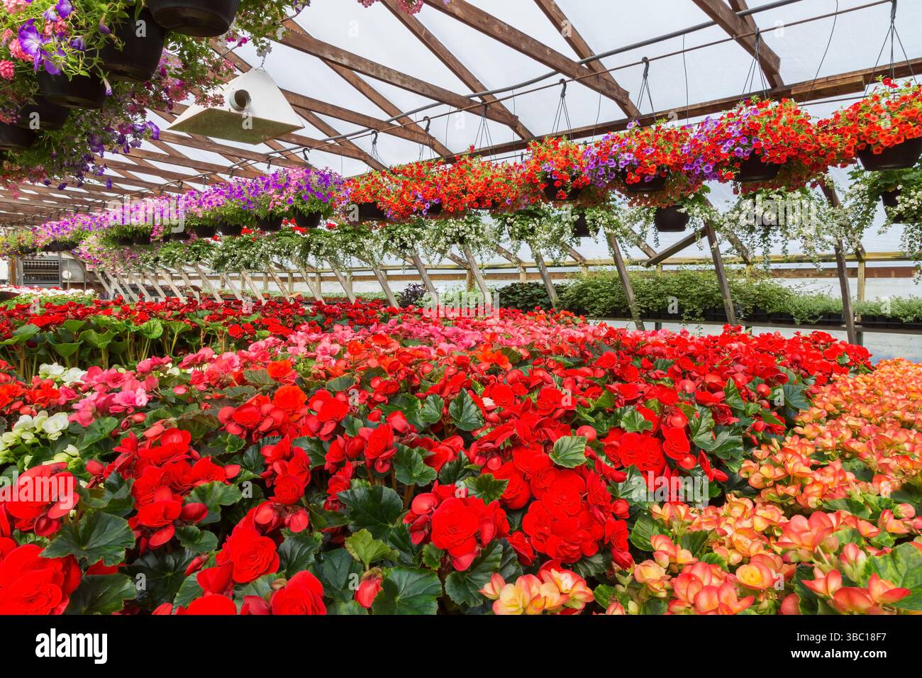 Begonia 'Solenia Red Orange' flowers growing in containers on table and ...