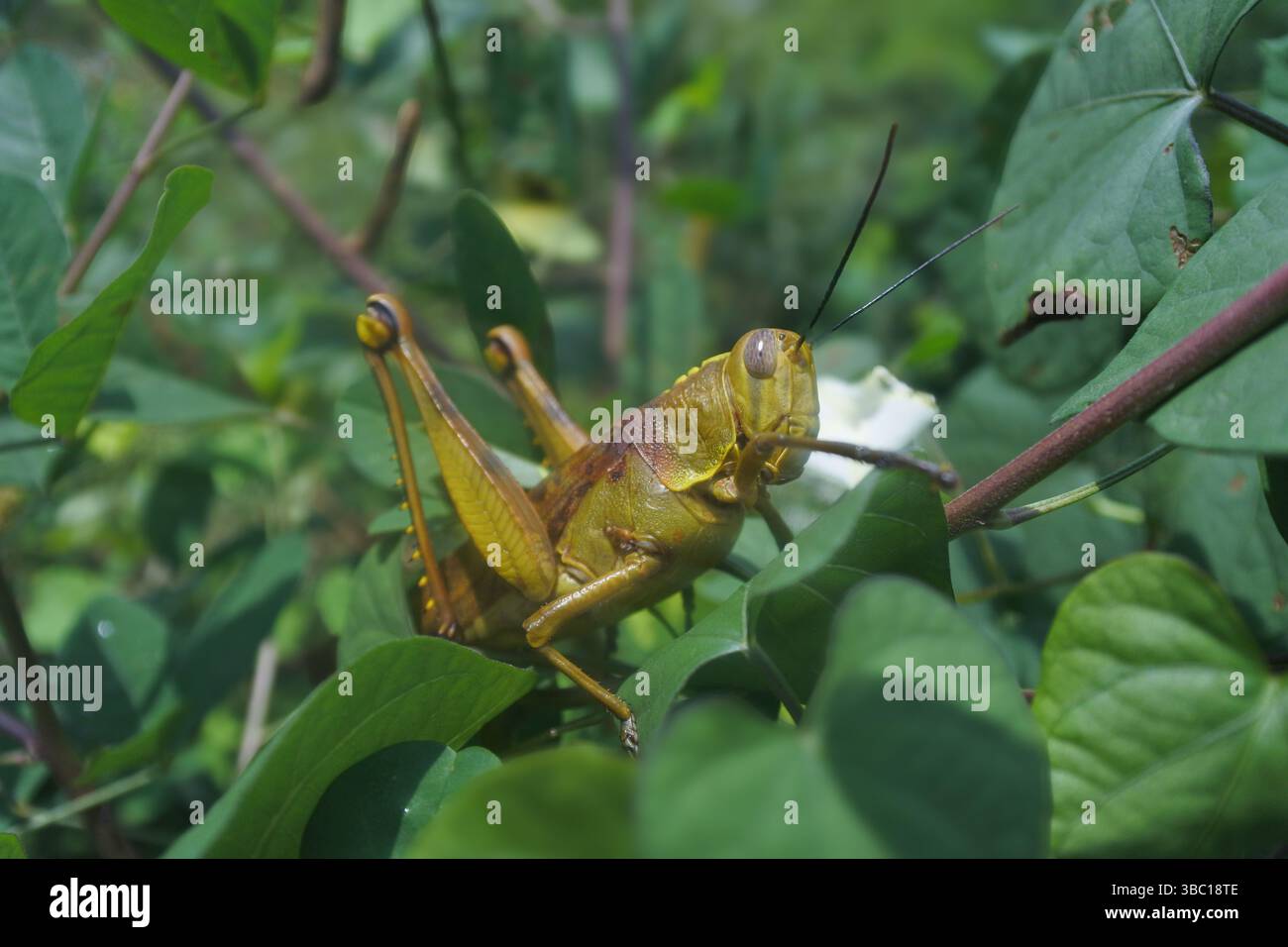 Leaf grasshoppers are herbivorous animals that live in environments ...