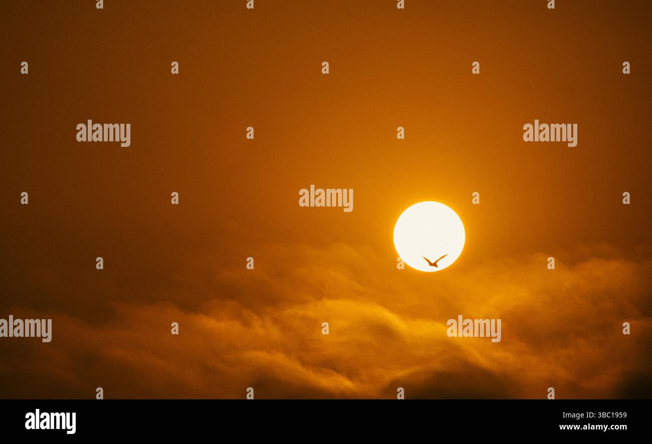 Bird flying across the glowing sunrise sky with dramatic golden clouds ...