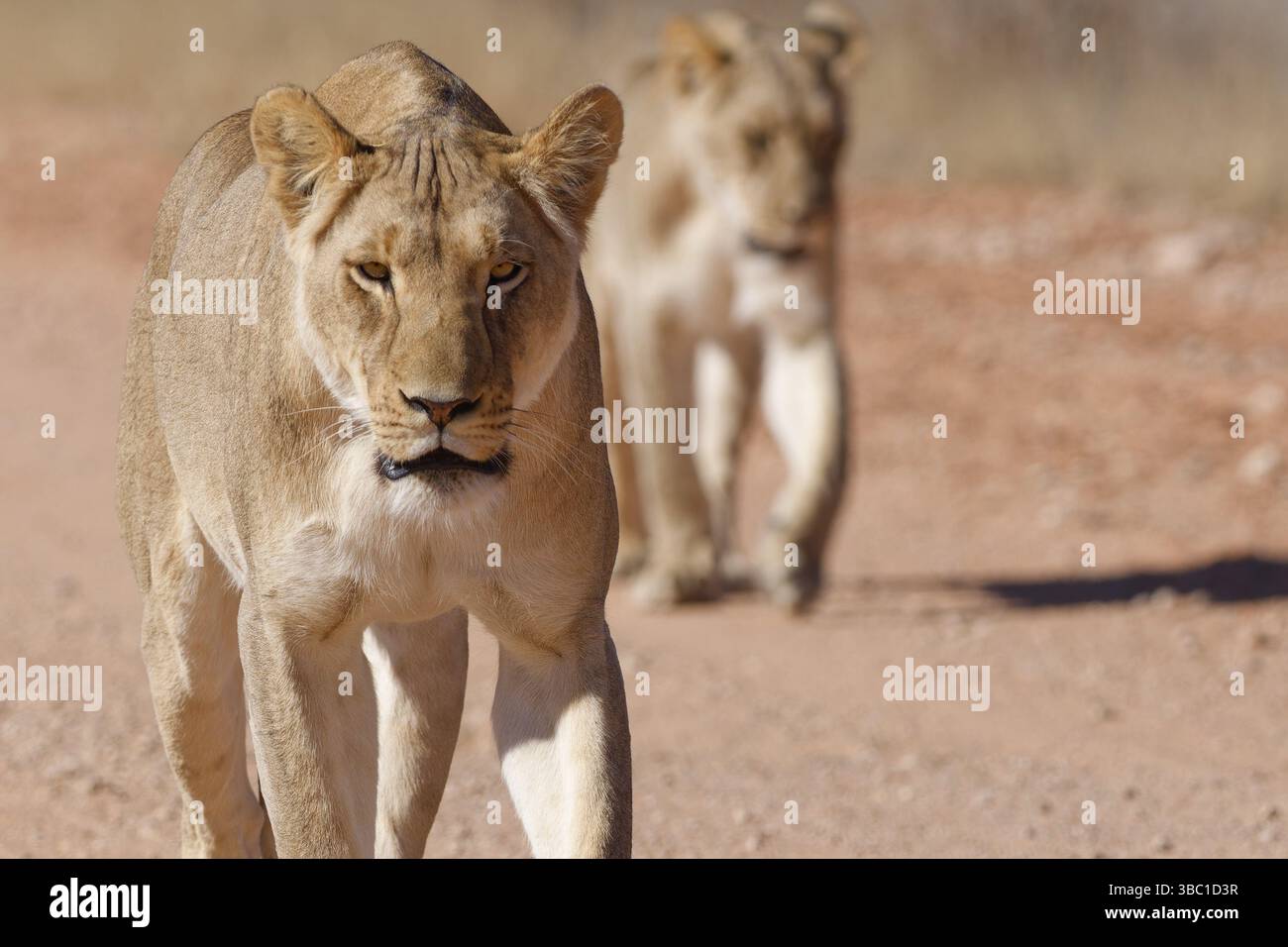 African lions (Panthera leo), two adult lionesses, walking on a dirt ...