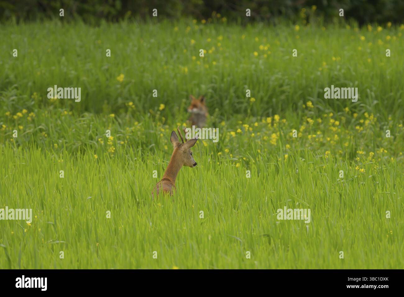 Roebuck (Capreolus capreolus), red fox (Vulpes vulpes), observation ...
