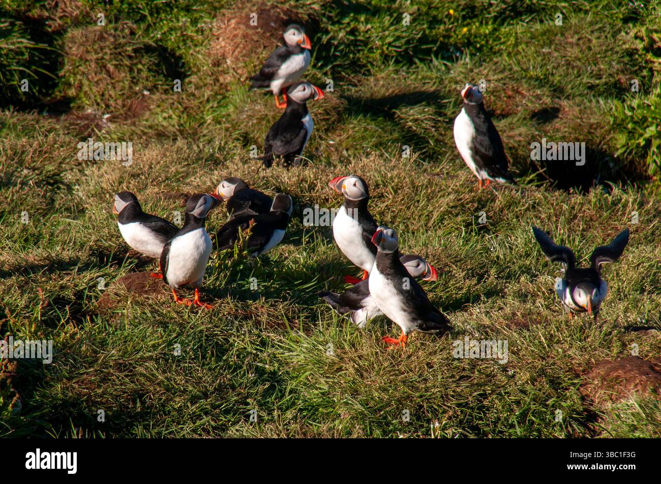 Hafnarholmi Iceland, group of atlantic puffins standing in colony ...