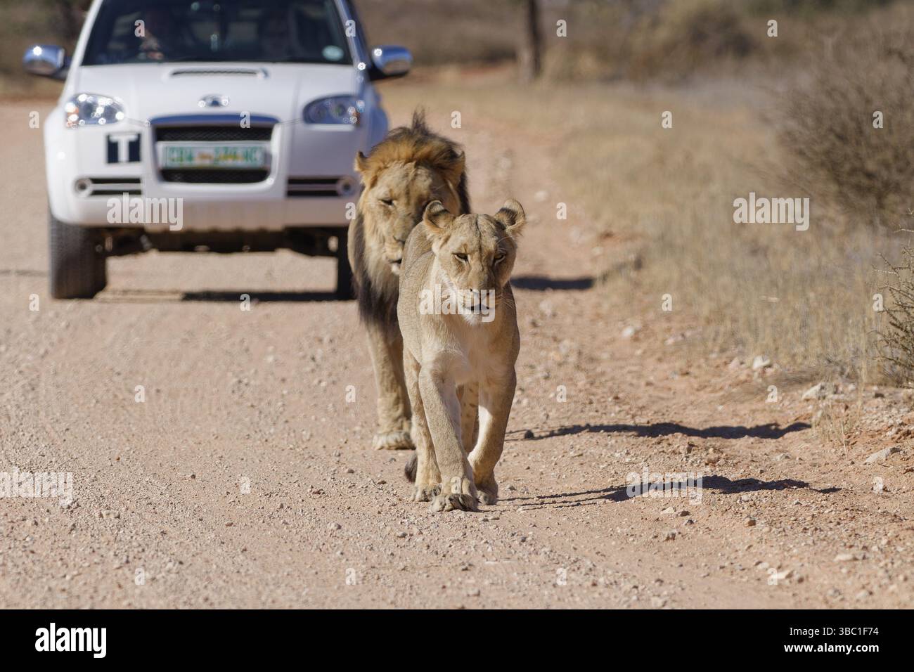 African lions (Panthera leo), two adults, male and female, walking on a ...