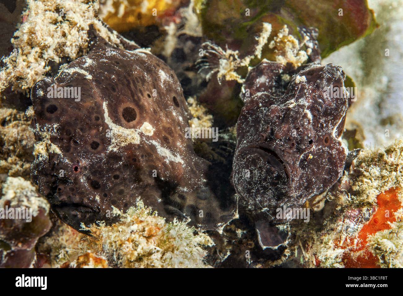 Mimikri camouflage behaviour camouflage of pair two specimens of Round ...