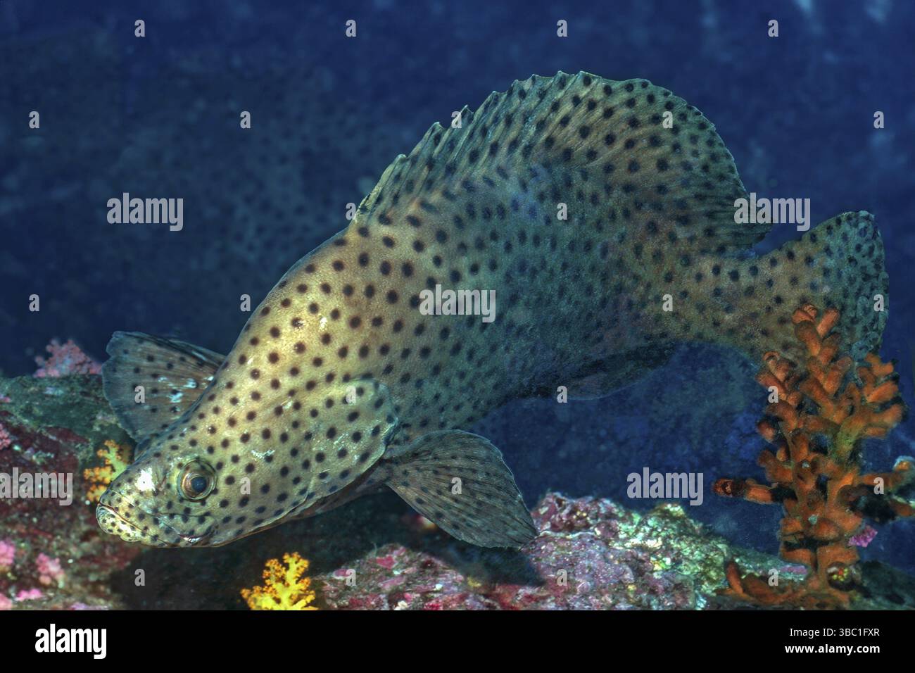 Paddlefish (Chromileptes altivelis) Humpback Grouper, Barramundi Cod ...