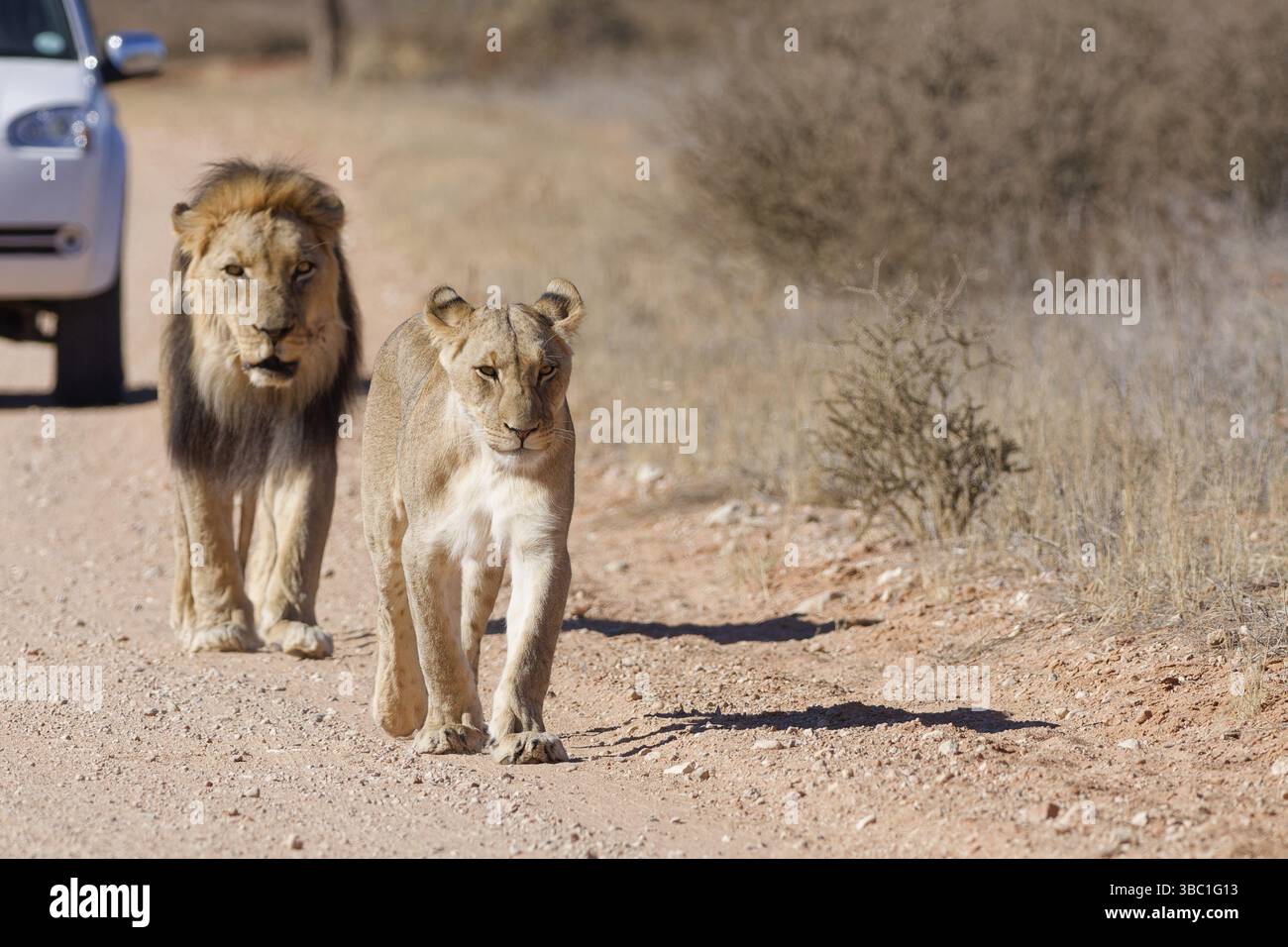 African lions (Panthera leo), two adults, male and female, walking on a ...